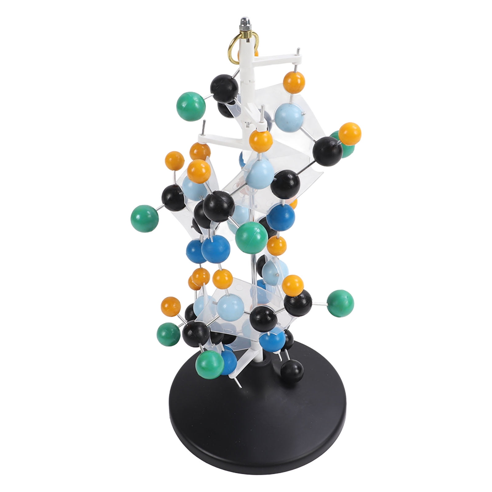 Protein Molecular Model Plastic QH3212?2 Molecular Structure Model for ...