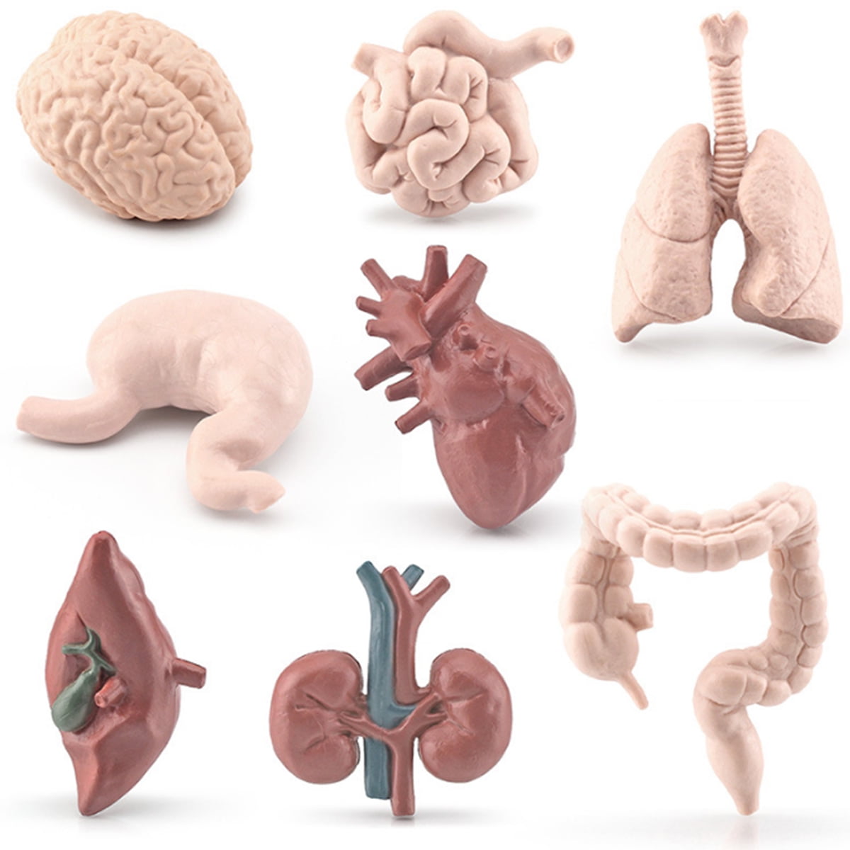 Protoiya Human Body Organs Model Educational Organs Anatomy Model with ...