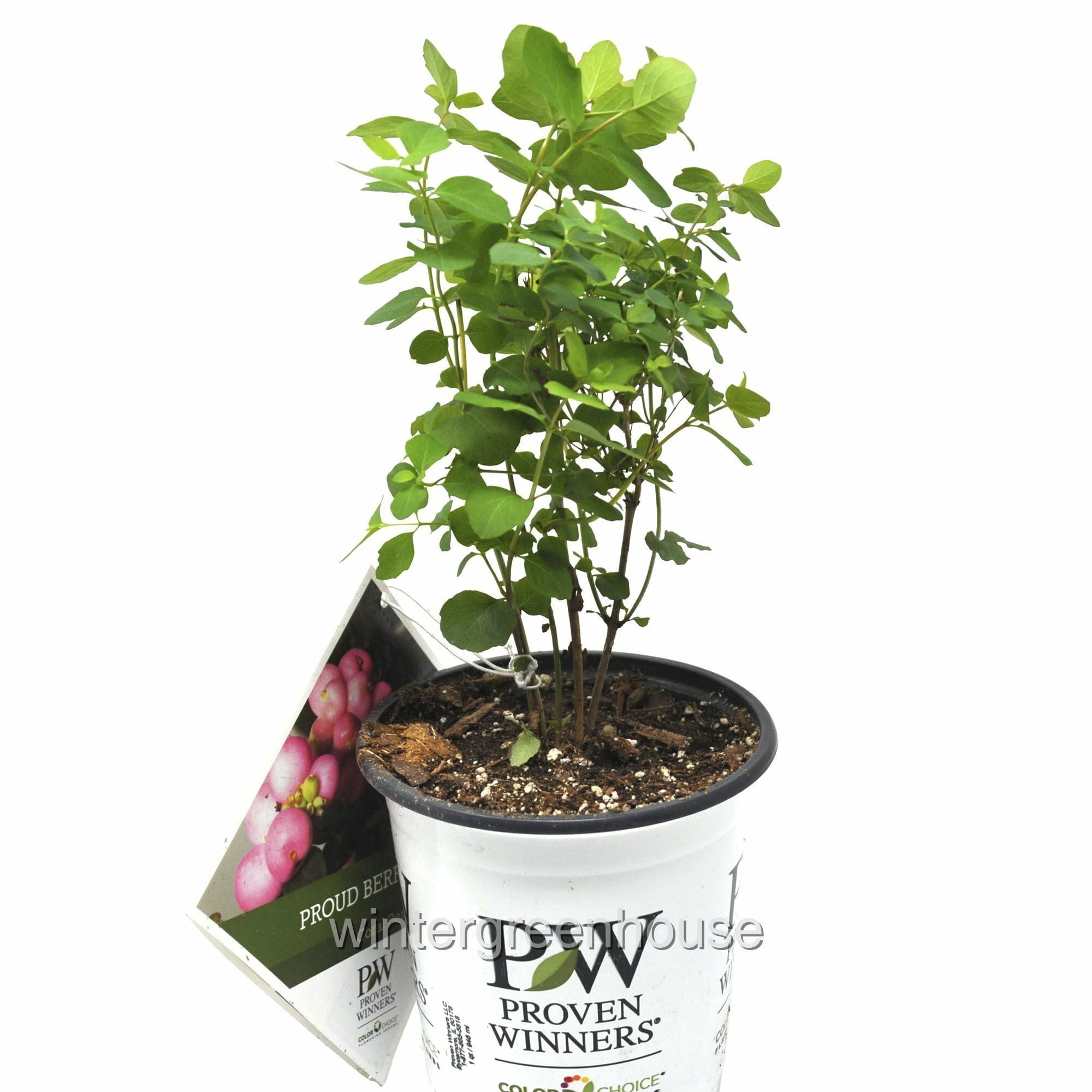 Proud Berry® Coralberry Symphoricarpos Sp. - Pot Size: 4.5" - Plants ...