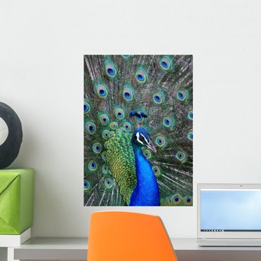 Cute Peacock Cartoon Wall Decal Wallmonkeys Peel and Stick Graphic (48 ...