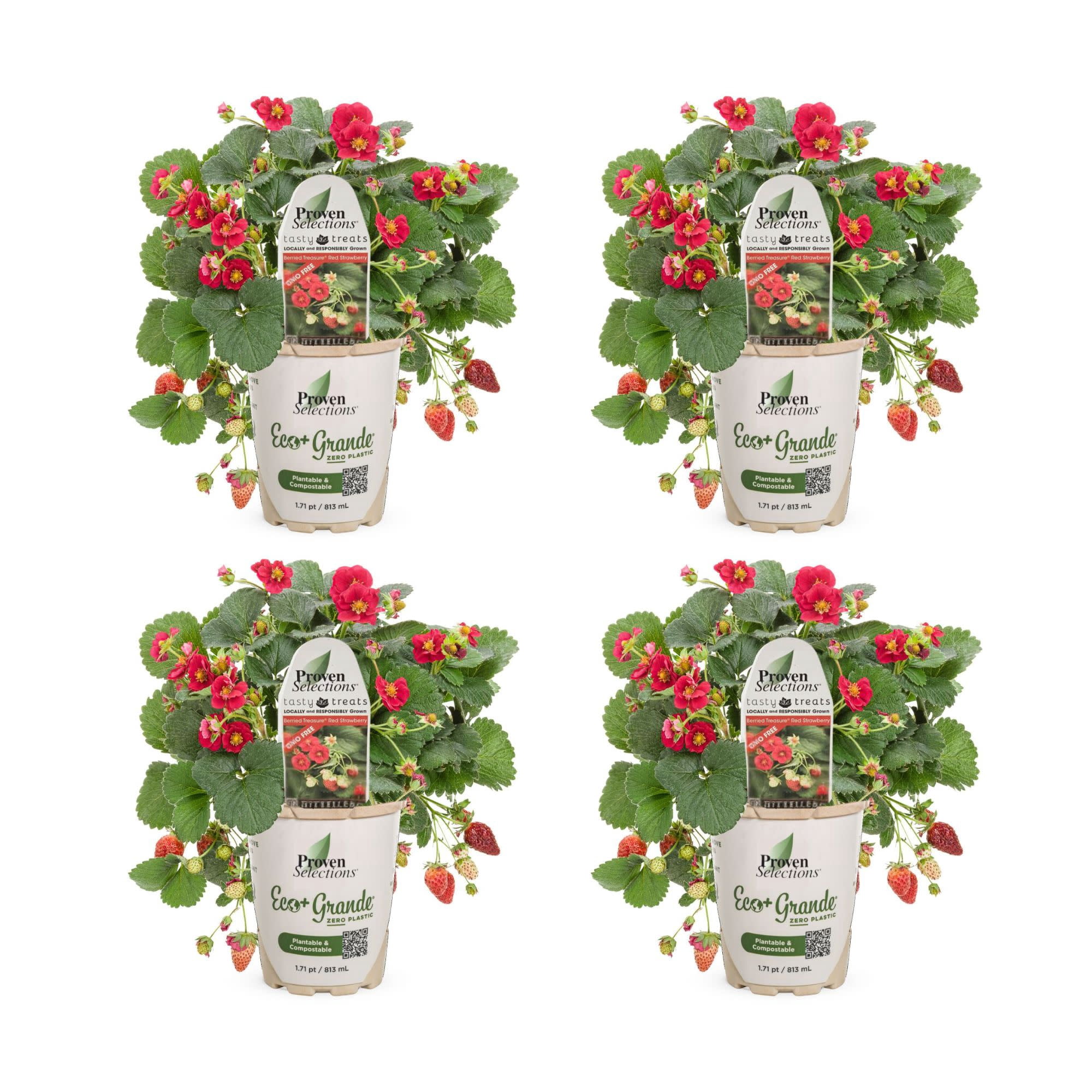 Proven Winners 4" Berried Treasure Red Strawberry Live Plant in 4.25 ...