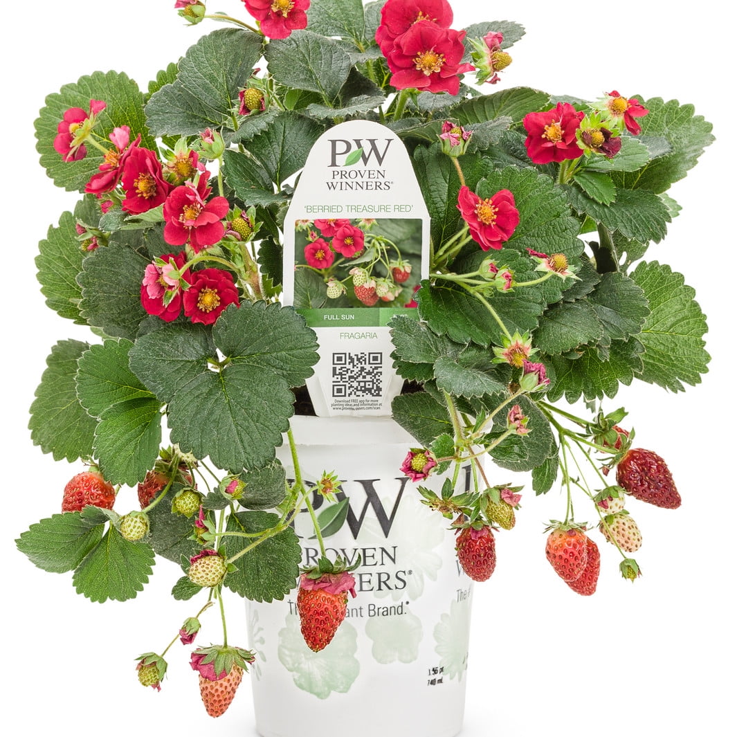 Proven Selections 6" Berried Treasure Red Strawberry (Fragaria ananassa) Live Plant in 4.94 ...