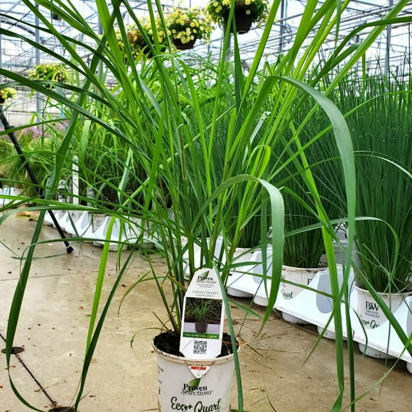 Lemongrass Plants in Herb Plants - Walmart.com