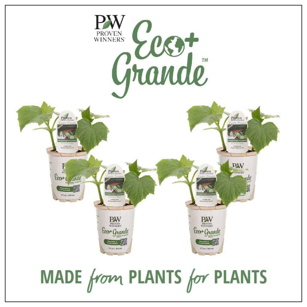 Proven Selections 6" Straight Eight Slicing Cucumber (Cucumis sativus ...