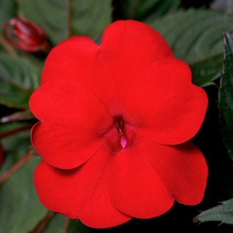 Proven Selections 6" SunPatiens Compact Deep Red Impatiens (Impatiens x ...