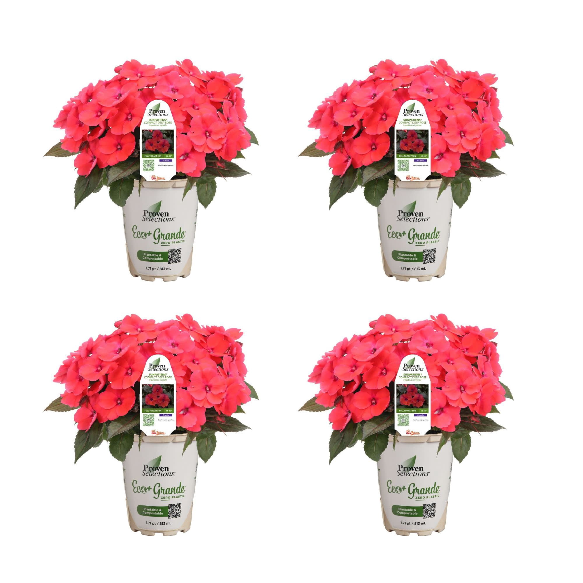 Proven Winners 4" Pink SunPatiens Compact Deep Rose Impatiens Live ...