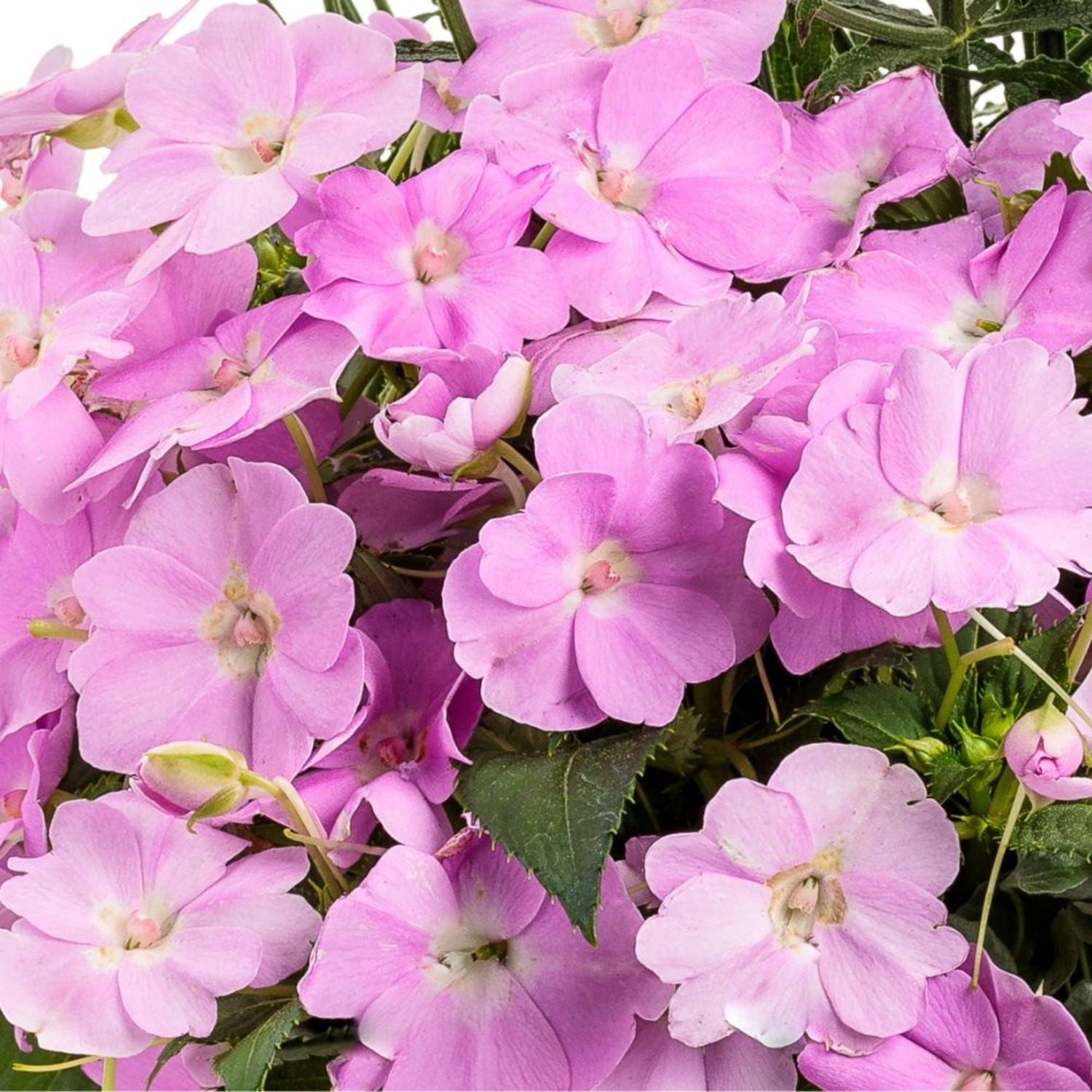 Proven Winners 4" Purple SunPatiens Compact Orchid Blush Impatiens Live ...