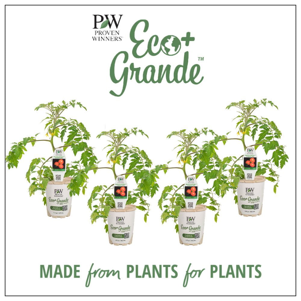 Proven Selections 6" Tempting Tomatoes Garden Gem Snack Tomato (Solanum ...