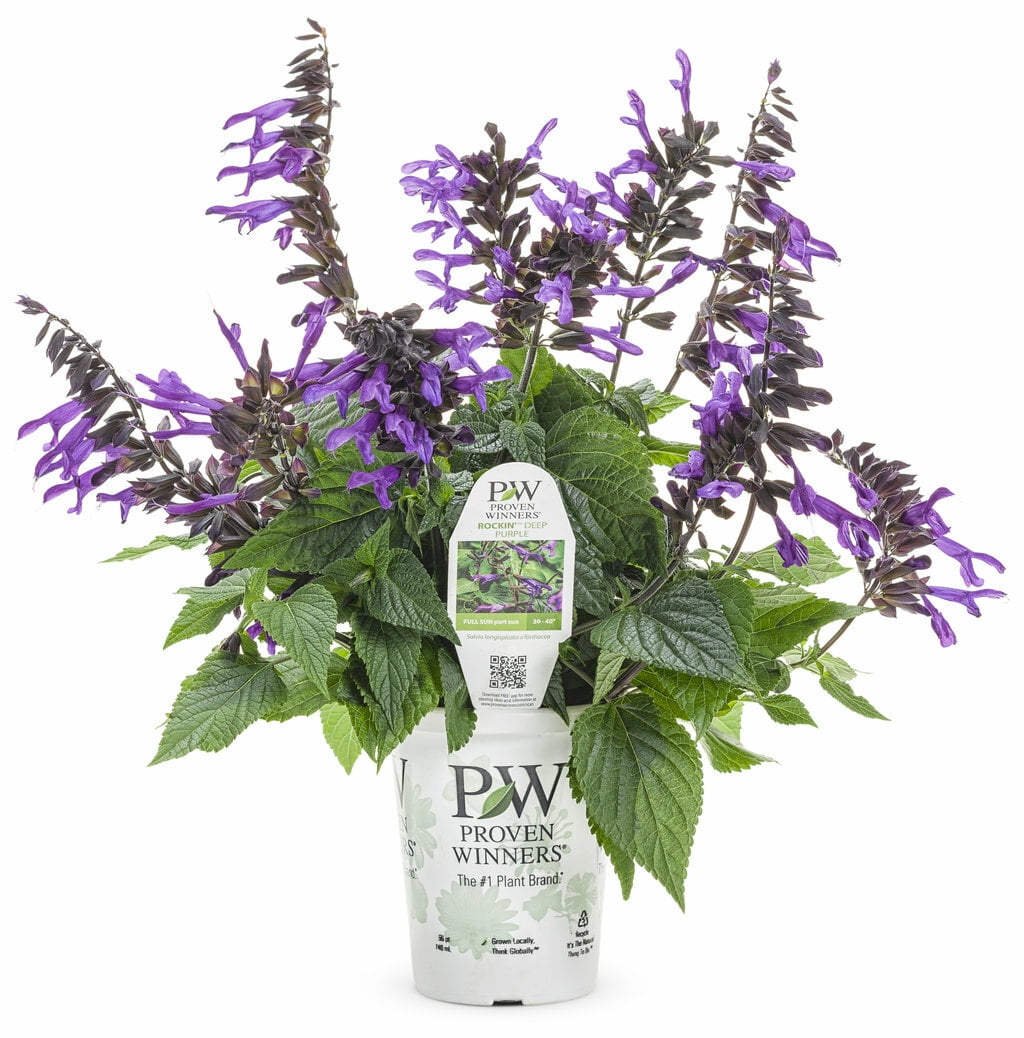 Proven Winner 5" Multi Color Deep Purple 1.56PT Salvia Live Plant Pot ...