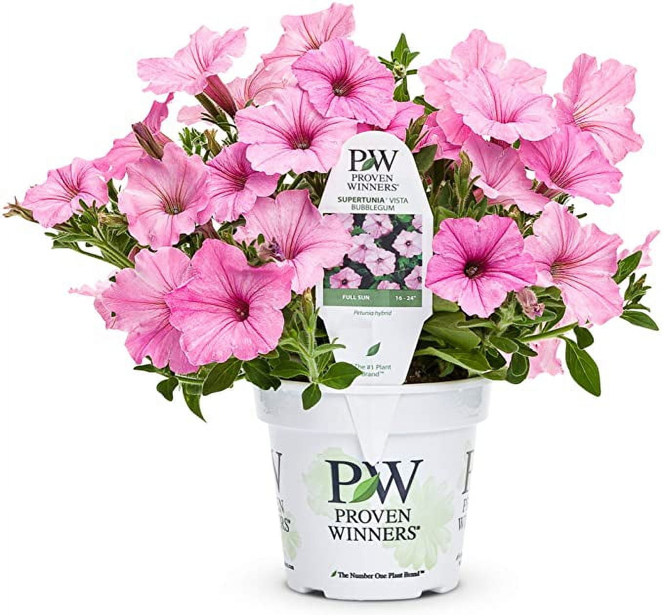 Proven Winner 5" Multi Color Royal Velvet 1.56PT Petunia Live Plant Pot ...