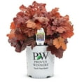 Proven Winners 0.65 Gallon Primo Mahogany Monster Coral Bells (Heuchera ...
