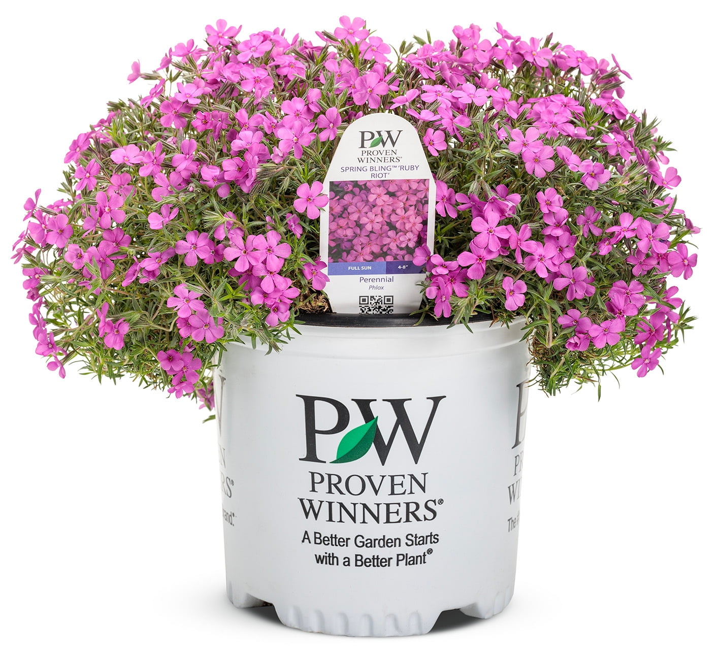 Proven Winners 0.65 Gallon, Spring Bling™ 'Ruby Riot' (Hybrid Spring ...
