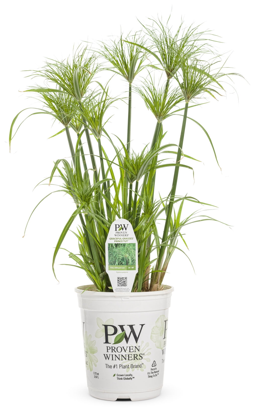 Proven Winners - 1.5 Pint Cyperus Papyrus Prince Tut Grass Annual ...