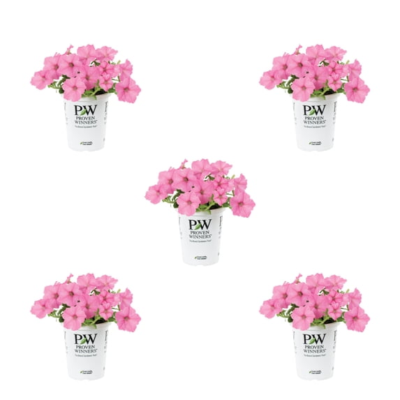 Proven Winners 1.5PT Pink Petunia Live Annual Plant Sun 5-Pack ...