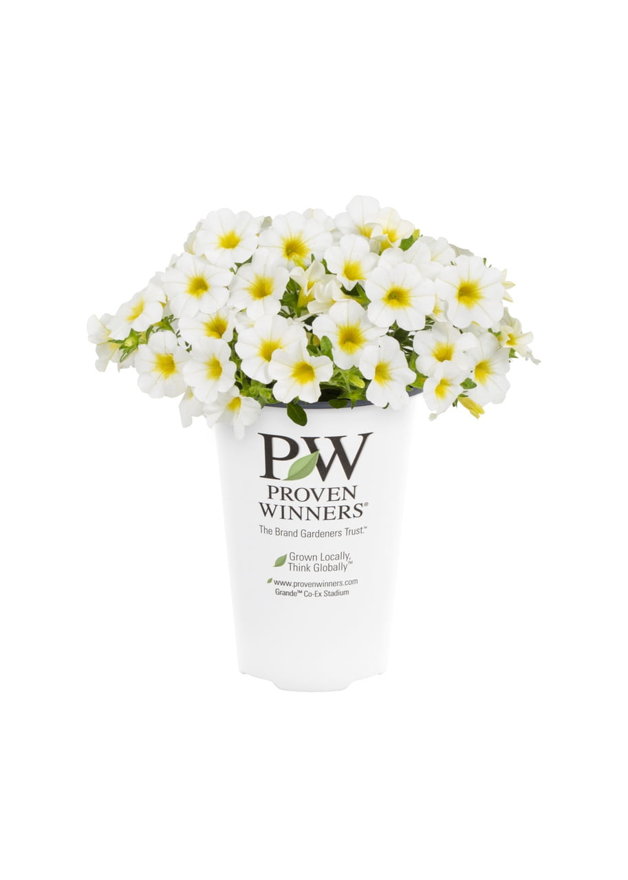 Proven Winners 1.5PT White Calibrachoa Superbells Over Easy Live Annual ...