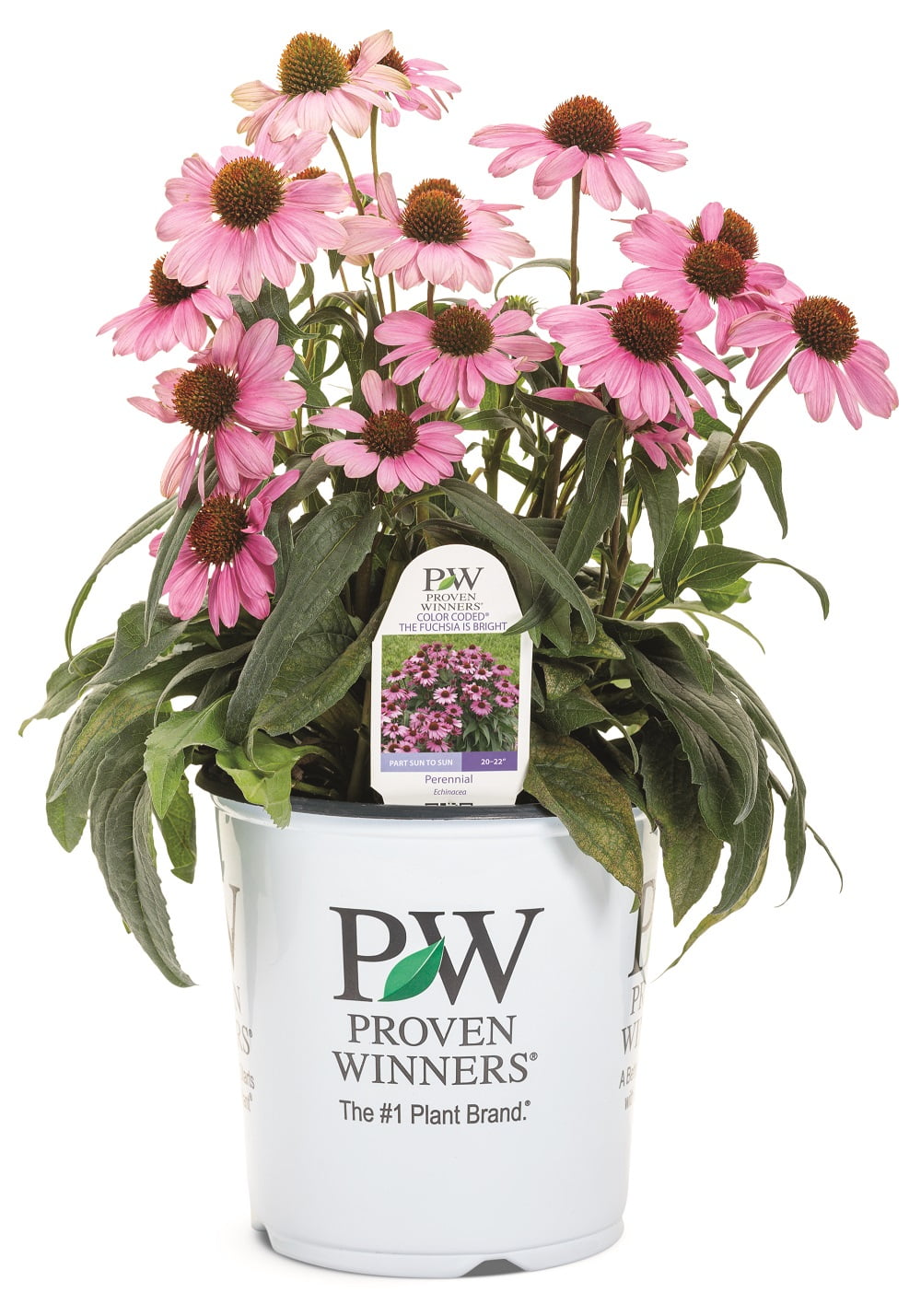 Proven Winners 1 Gallon, Color Coded 'The Fuchsia is Bright' Coneflower ...