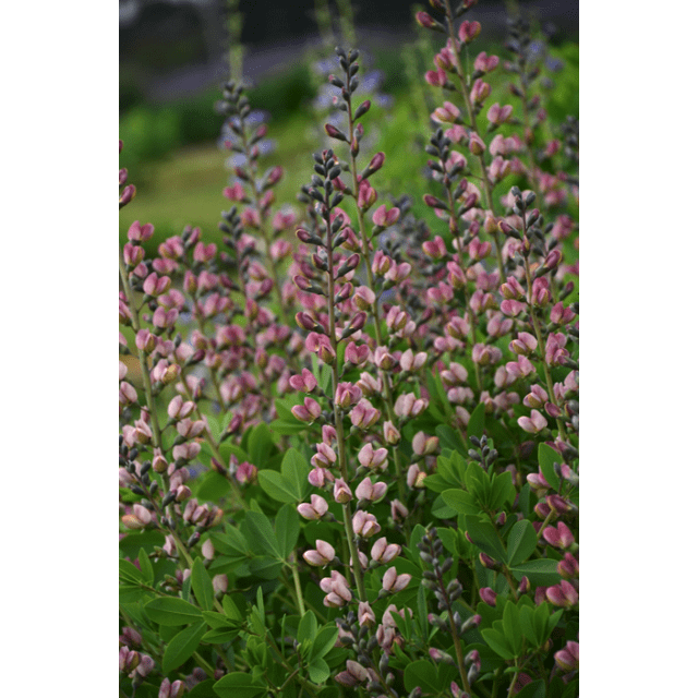 Proven Winners 1 Gallon, Decadence Deluxe Pink Truffles False Indigo ...