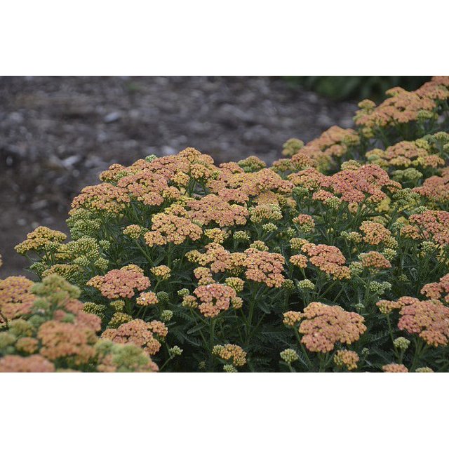 Proven Winners 1 Gallon Grower Pot Pink Flowers Firefly Peach Sky ...