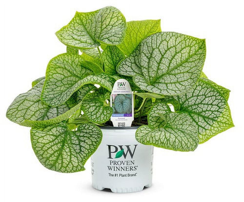 Proven Winners 1 Gallon, 'Jack of Diamonds' (Brunnera) Live Plant, Blue ...