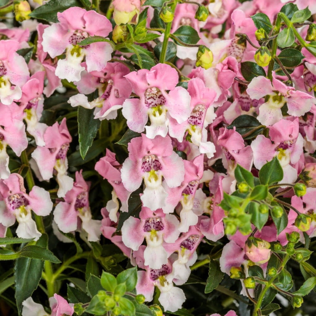 Proven Winners 10" Angelface Wedgewood Pink Summer Snapdragon ...