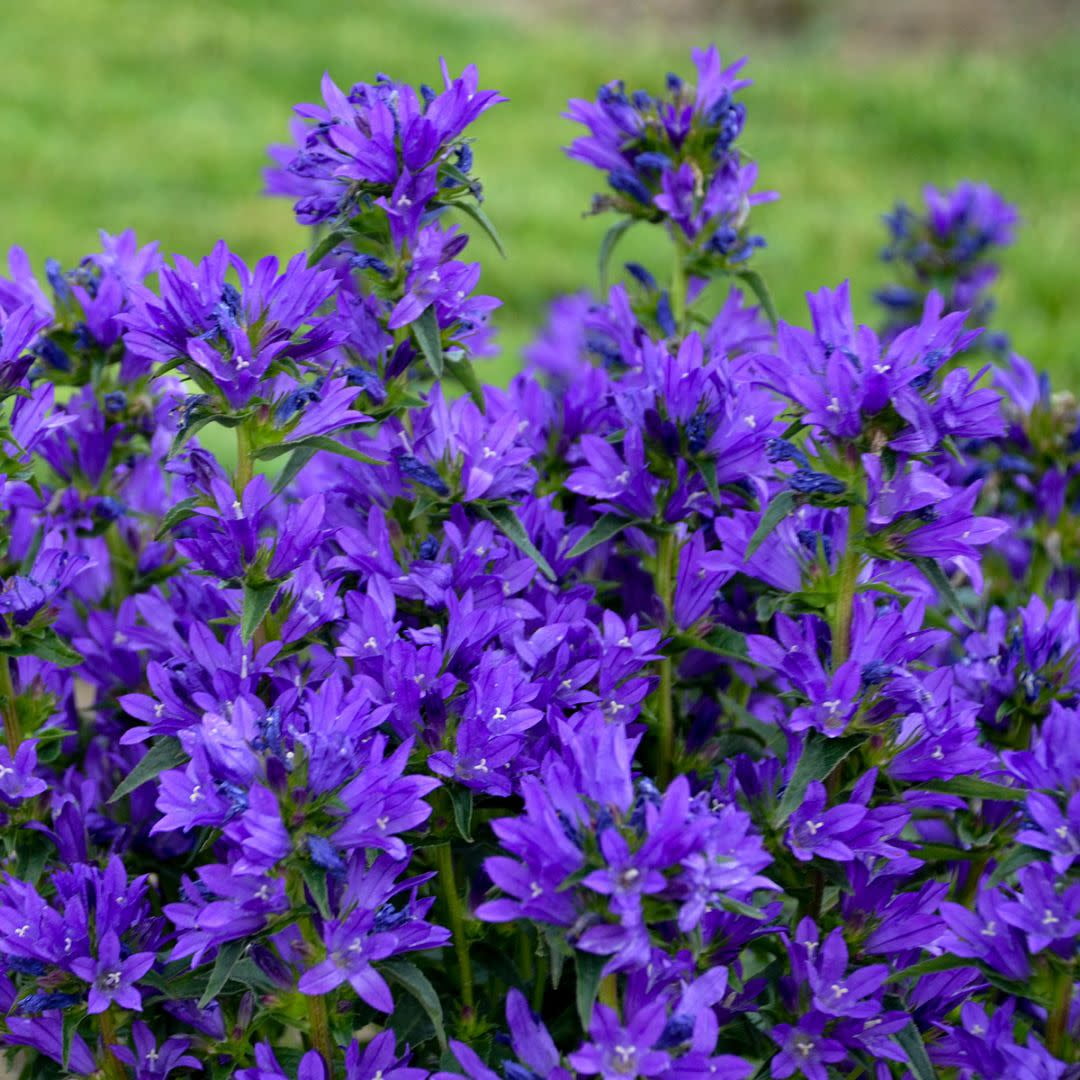 Proven Winners 10" Blue 'Bells and Whistles' Clustered Bellflower ...
