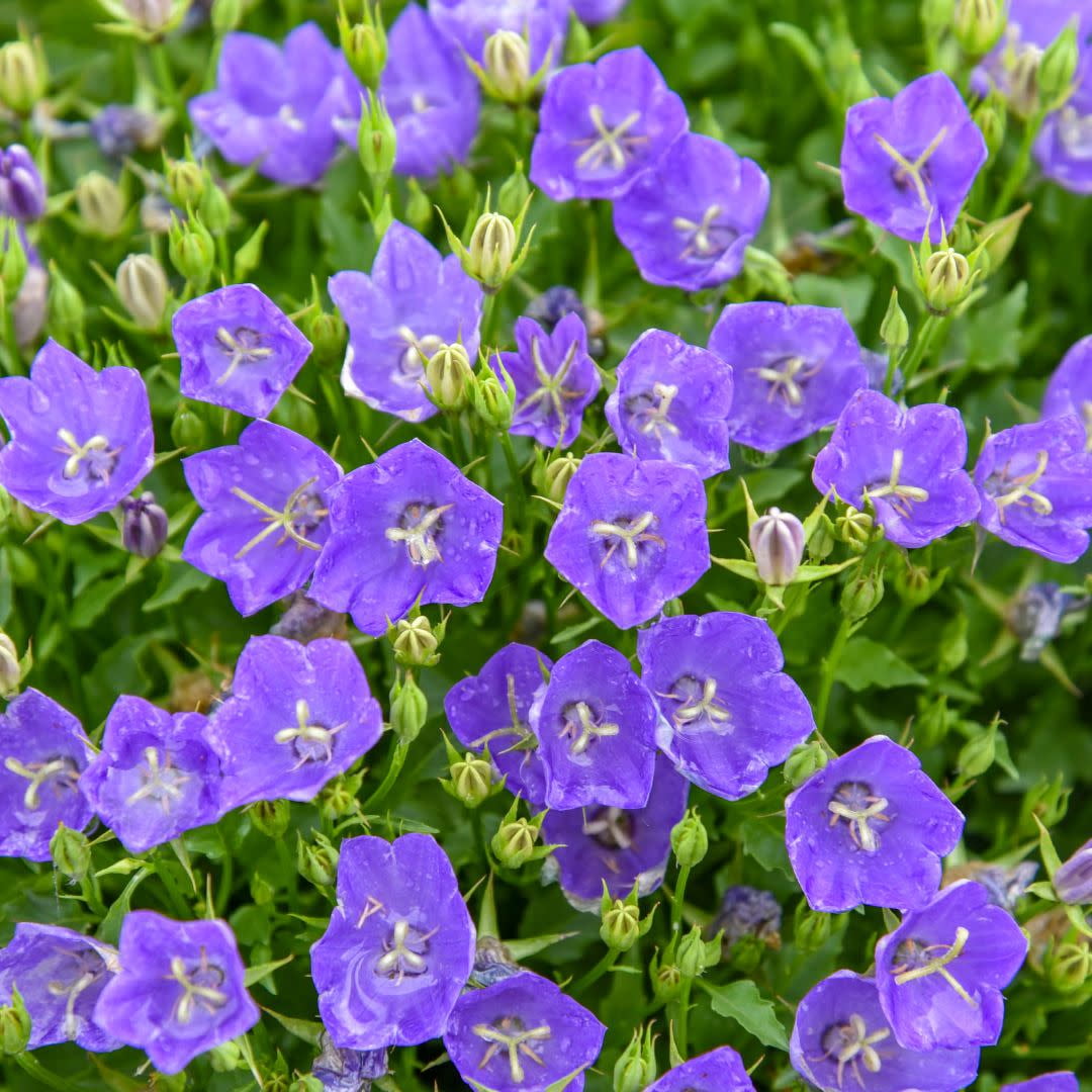 Proven Winners 10" Blue Mini Marvels Midnight Carpathian Bellflower ...