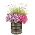 Proven Winners 10" Graceful Grasses 'Sky Rocket' Fountain Grass ...