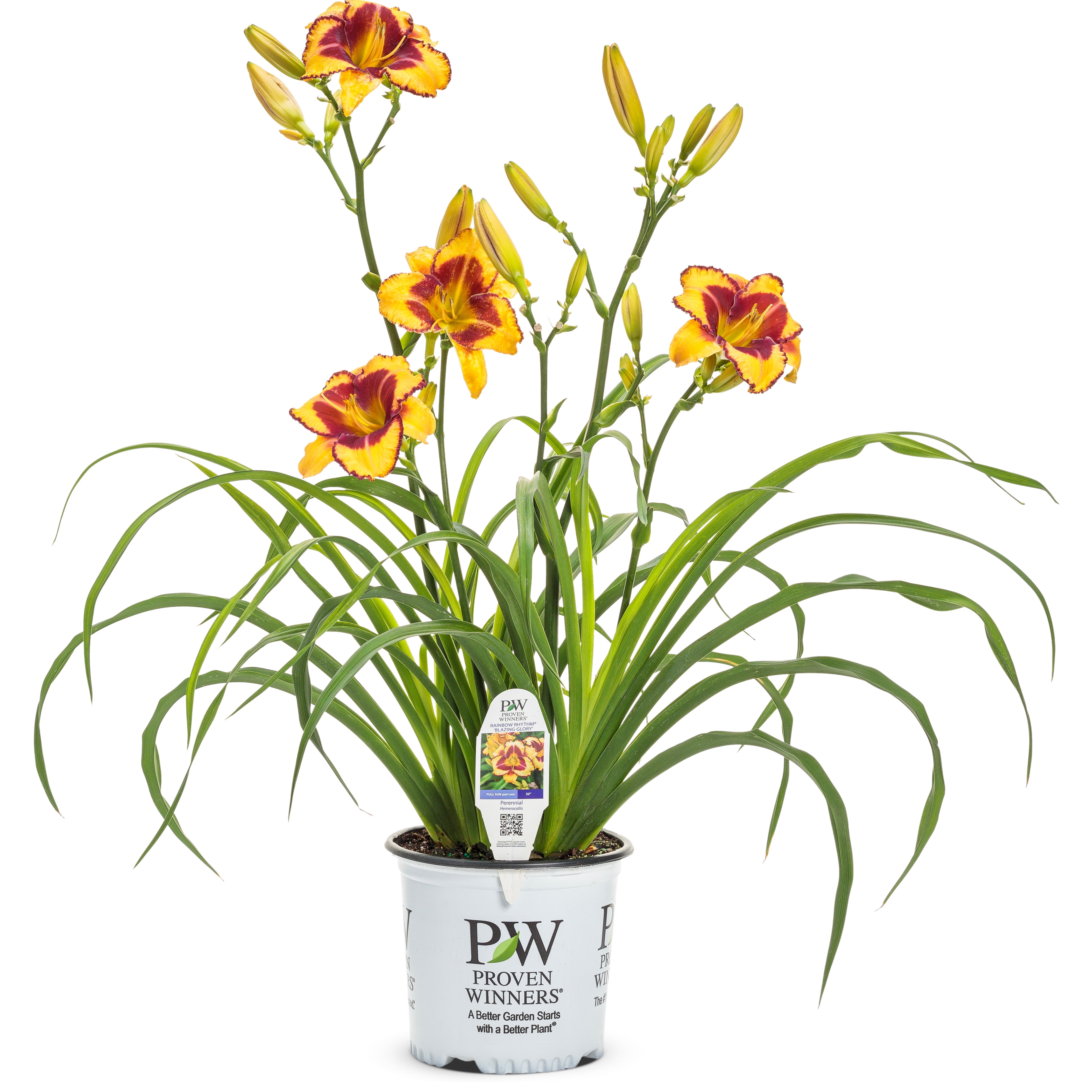 Proven Winners 10" Multicolor Rainbow Rhythm 'Blazing Glory' Daylily ...