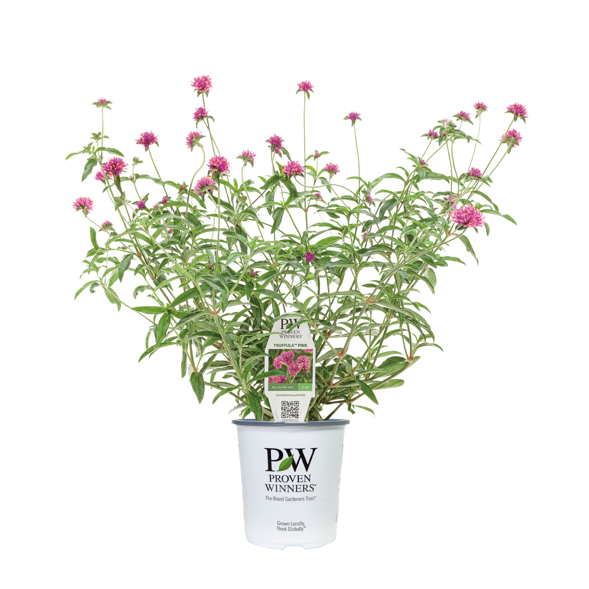 Proven Winners 8" Truffula Pink Globe Amaranth Live Plant in 6.5" Pot ...
