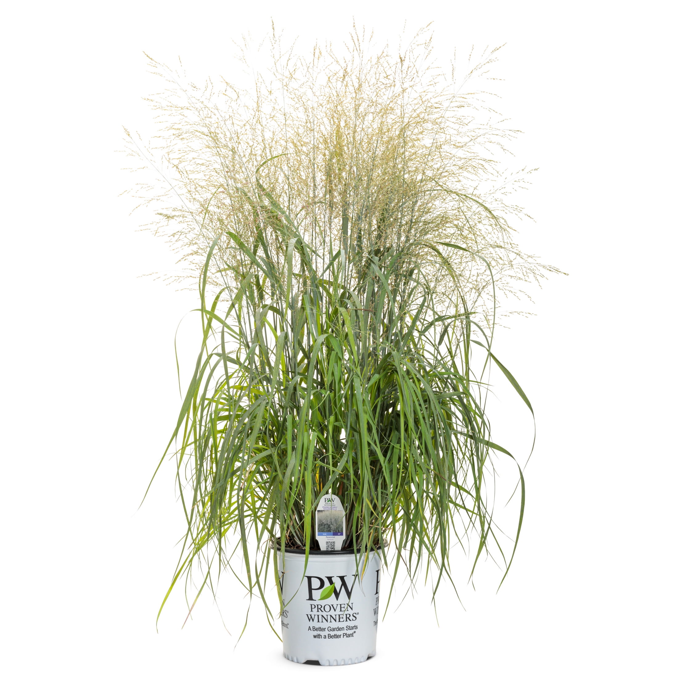 Proven Winners 6" Gray Prairie Winds 'Niagara Falls' Switch Grass Live ...
