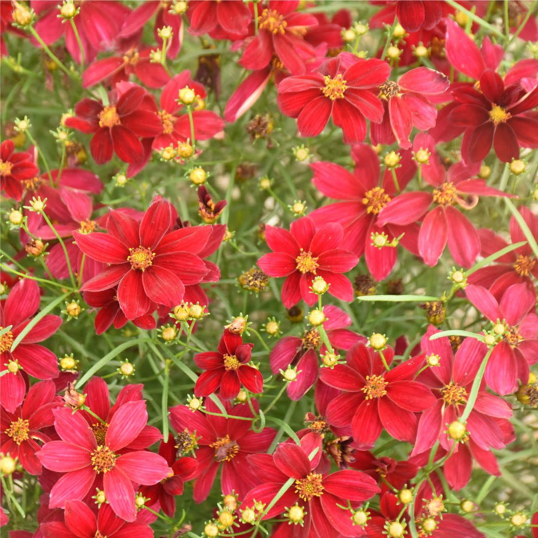 Proven Winners 10" Red Designer Threads 'Scarlet Ribbons' Threadleaf ...