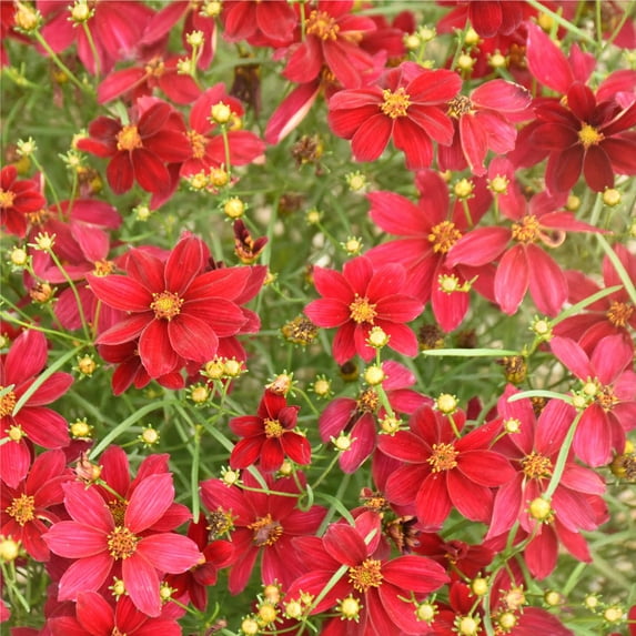 Proven Winners 10" Red Designer Threads 'Scarlet Ribbons' Threadleaf ...