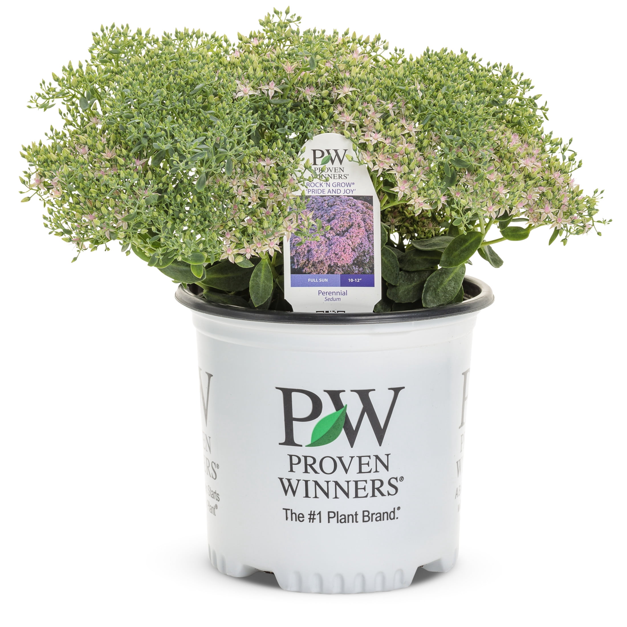 Proven Winners 6" Pink Rock 'N Round 'Pride and Joy' Stonecrop Live ...