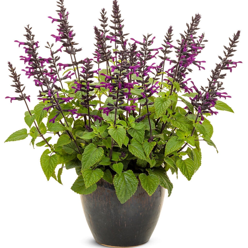 Proven Winners 10" Rockin' Deep Purple Salvia (Salvia hybrid) Annual ...