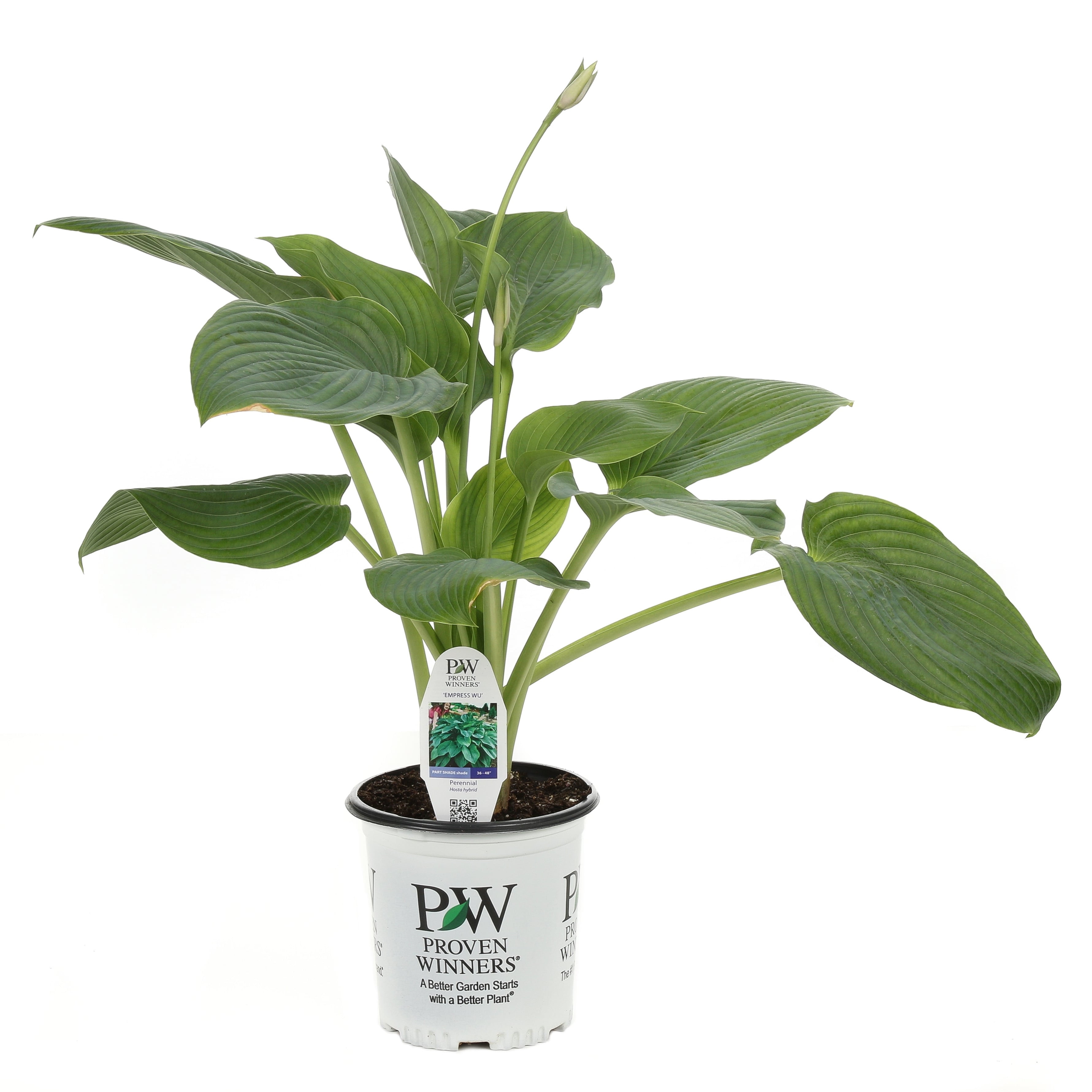 Proven Winners 10" Shadowland 'Empress Wu' Hosta (Hosta hybrid ...