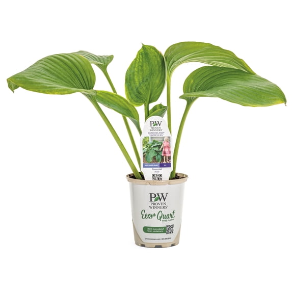 Proven Winners 6" Shadowland 'Empress Wu' Hosta Live Plant in 6.5" Pot ...