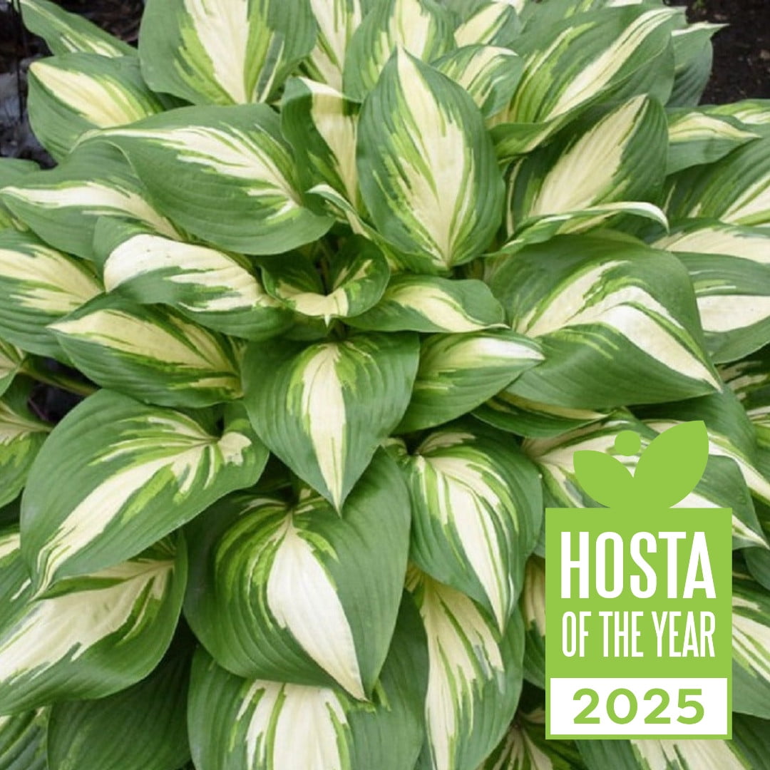 Proven Winners 10" Shadowland 'Miss America' Hosta (Hosta hybrid ...