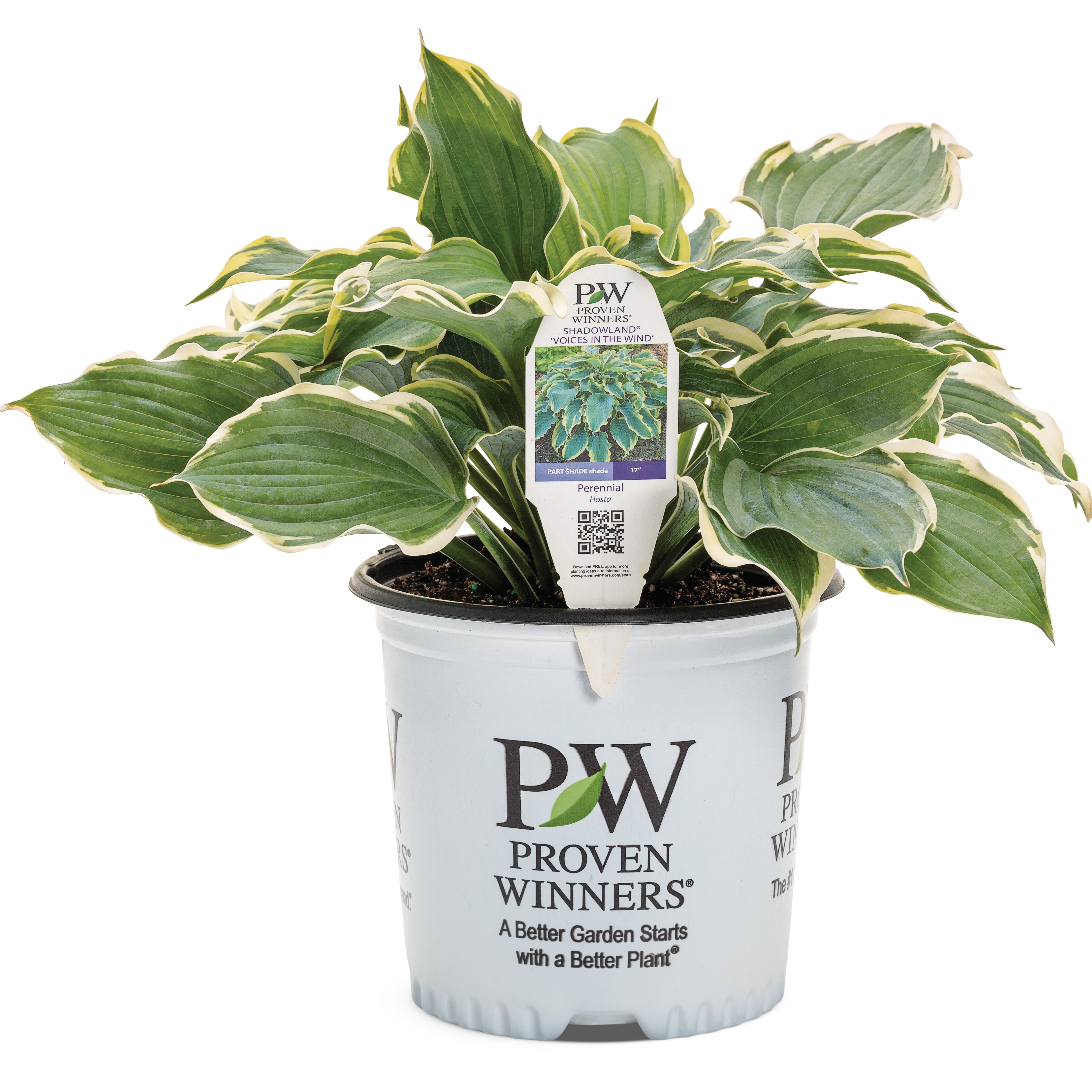 Proven Winners 10" Shadowland 'Voices in the Wind' Hosta (Hosta hybrid ...