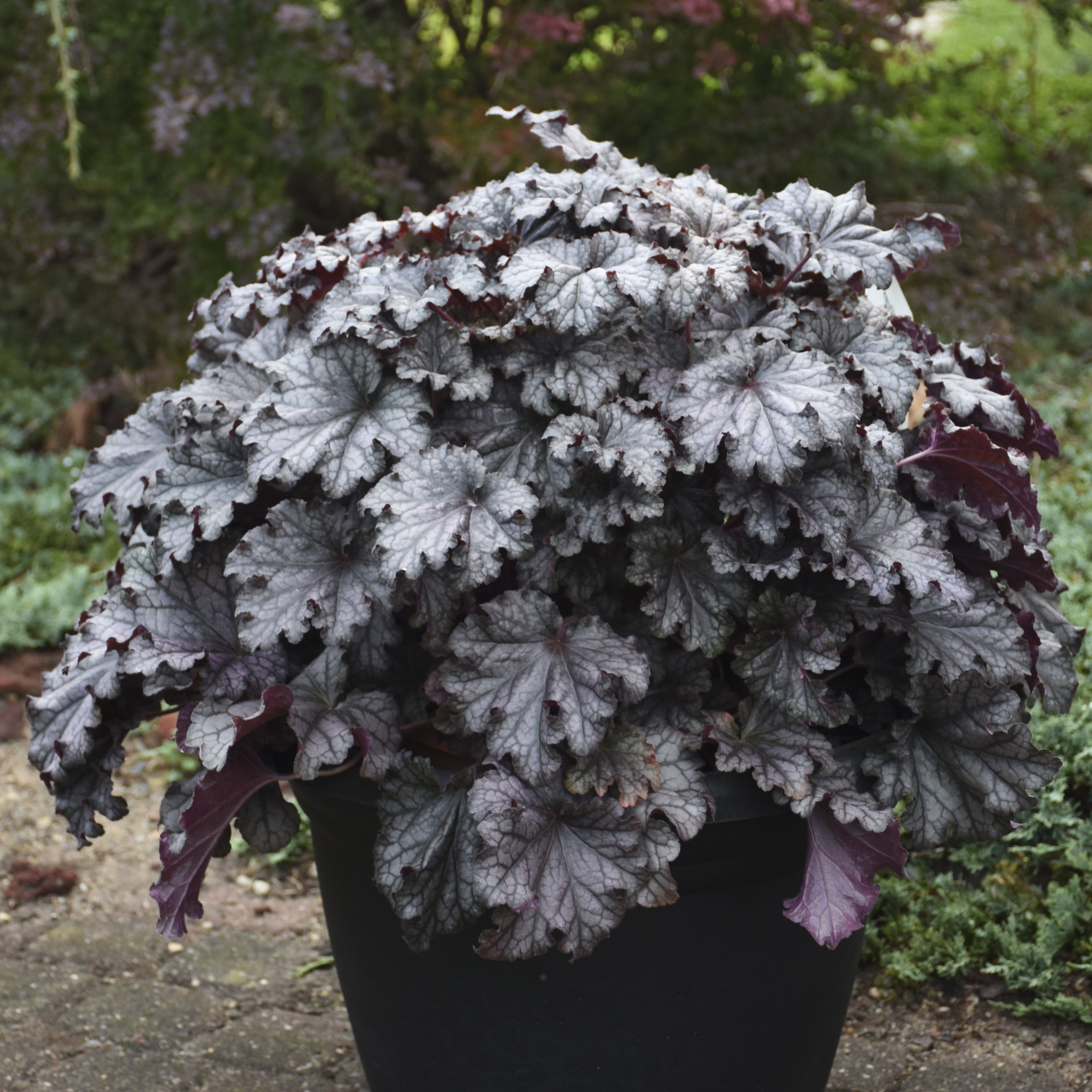 Proven Winners 10" Silver Dressed Up 'Prom Dress' Coral Bells (Heuchera ...