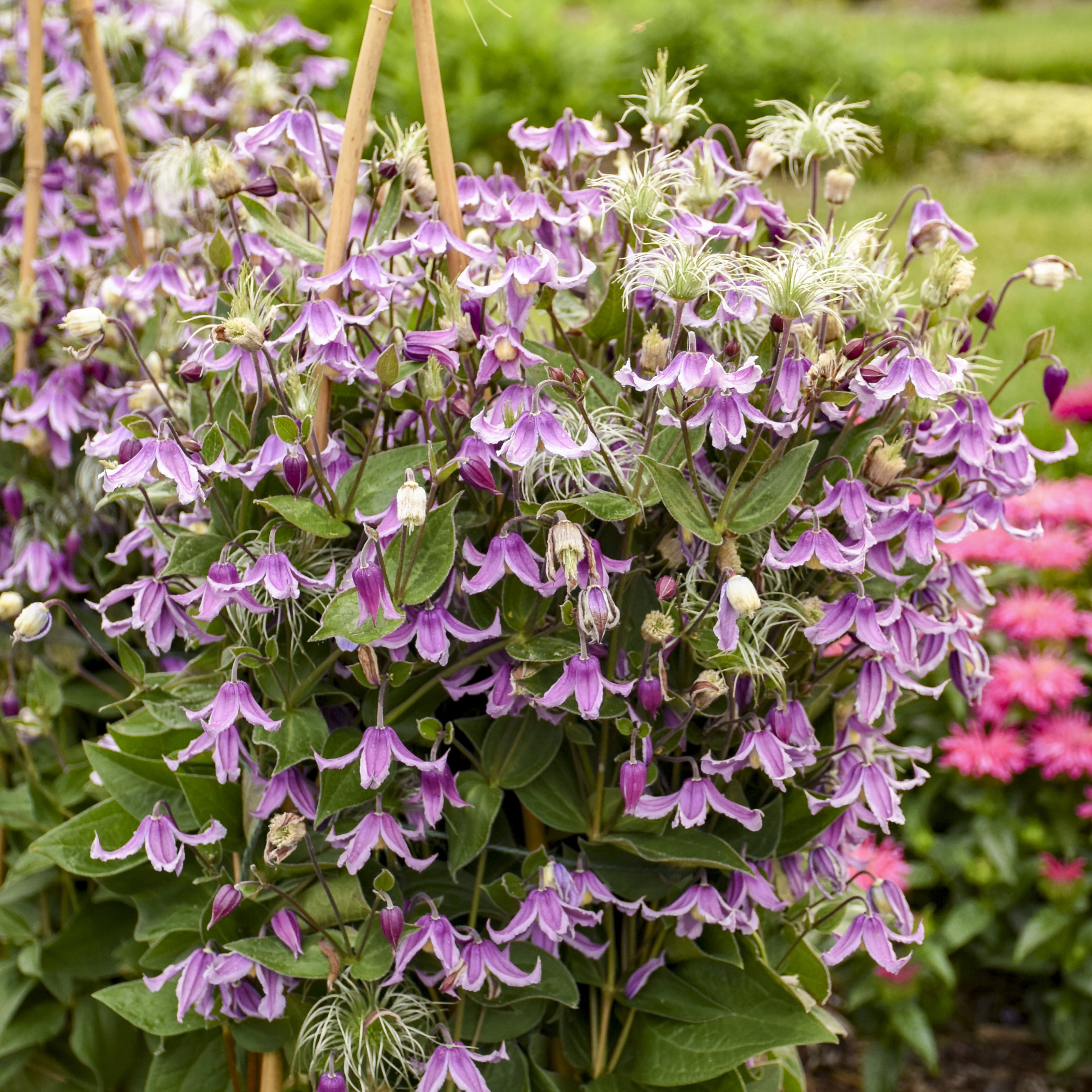 Proven Winners 10" 'Stand By Me Pink' Bush Clematis (Clematis hybrid) Perennial Live Plant in 6. ...