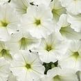 Proven Winners 10" White Supertunia Vista Snowdrift Petunia (Petunia ...