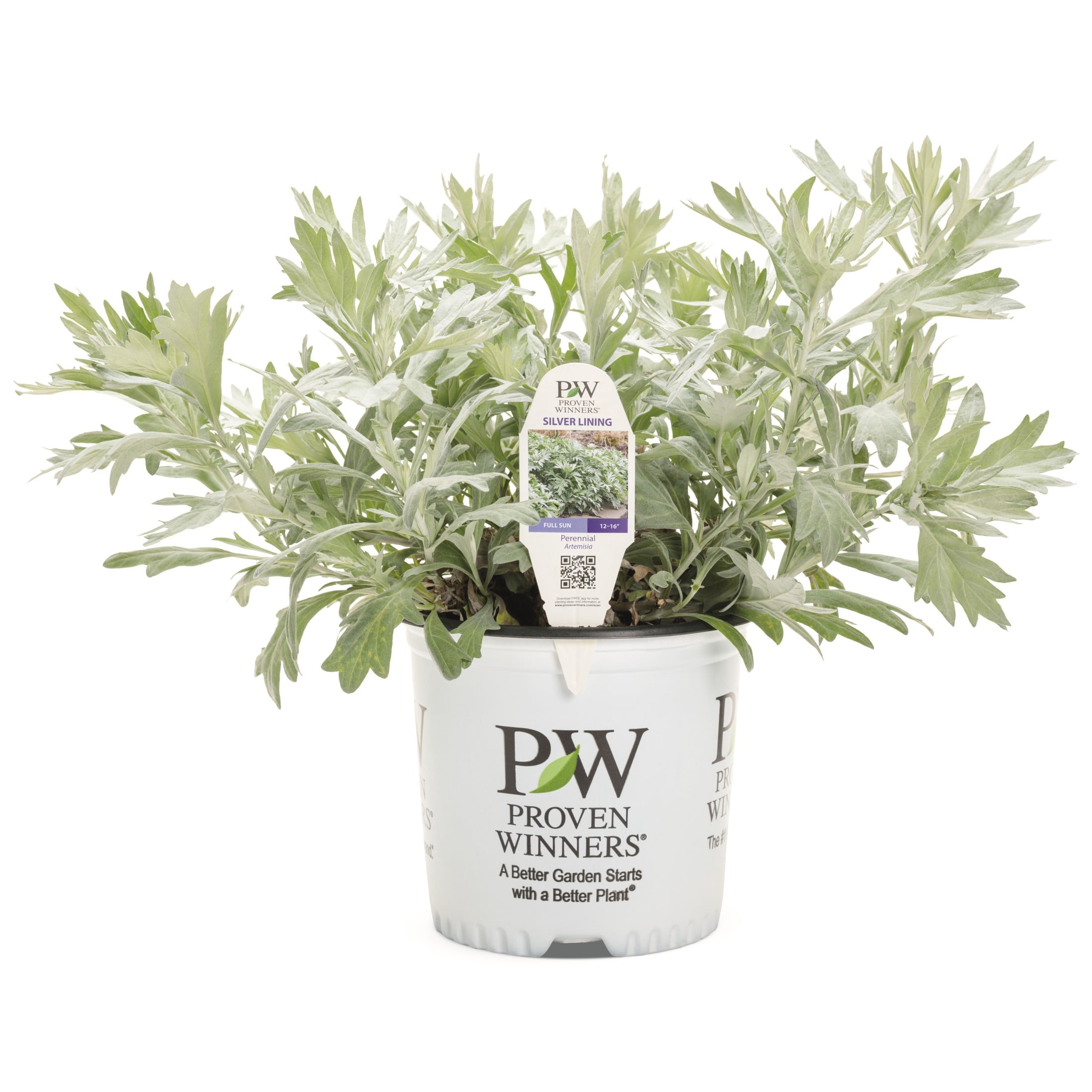 Proven Winners 6" Gray 'Silver Lining' White Sagebrush Live Plant in 6. ...