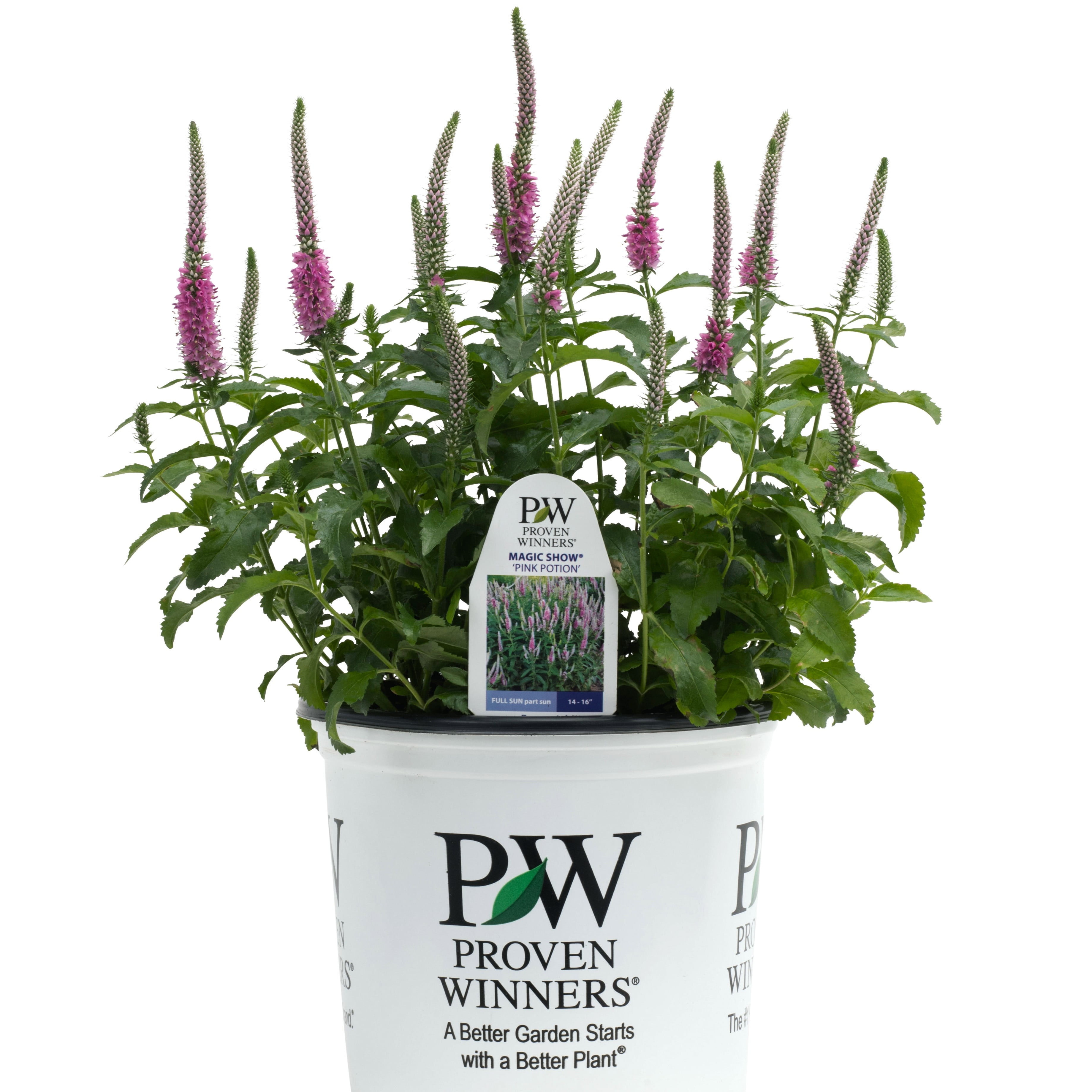 Proven Winners 12" Magic Show 'Pink Potion' Spike Speedwell (Veronica ...
