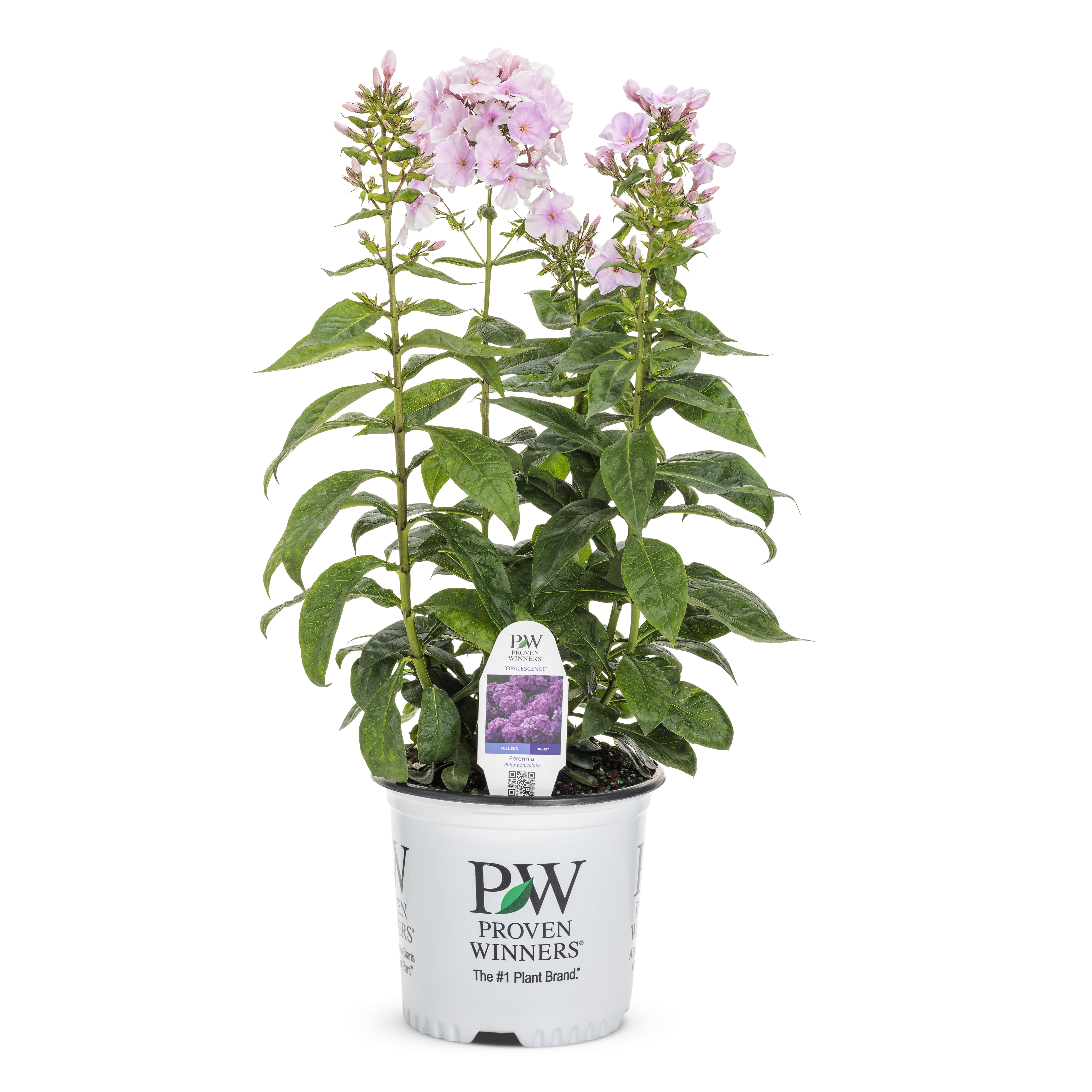 Proven Winners 12" Pink Luminary 'Opalescence' Tall Garden Phlox (Phlox ...