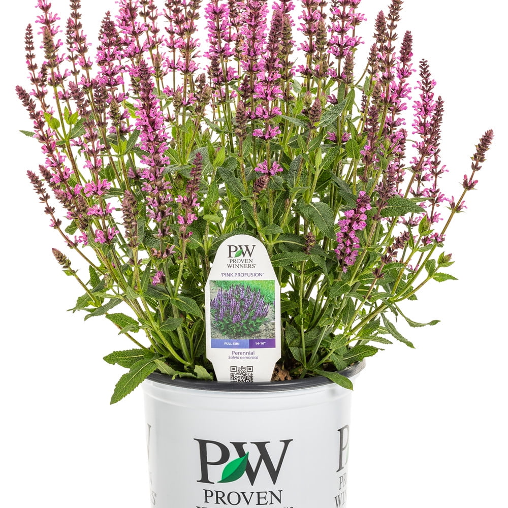 Proven Winners 12" 'Pink Profusion' Perennial Salvia (Salvia nemorosa ...