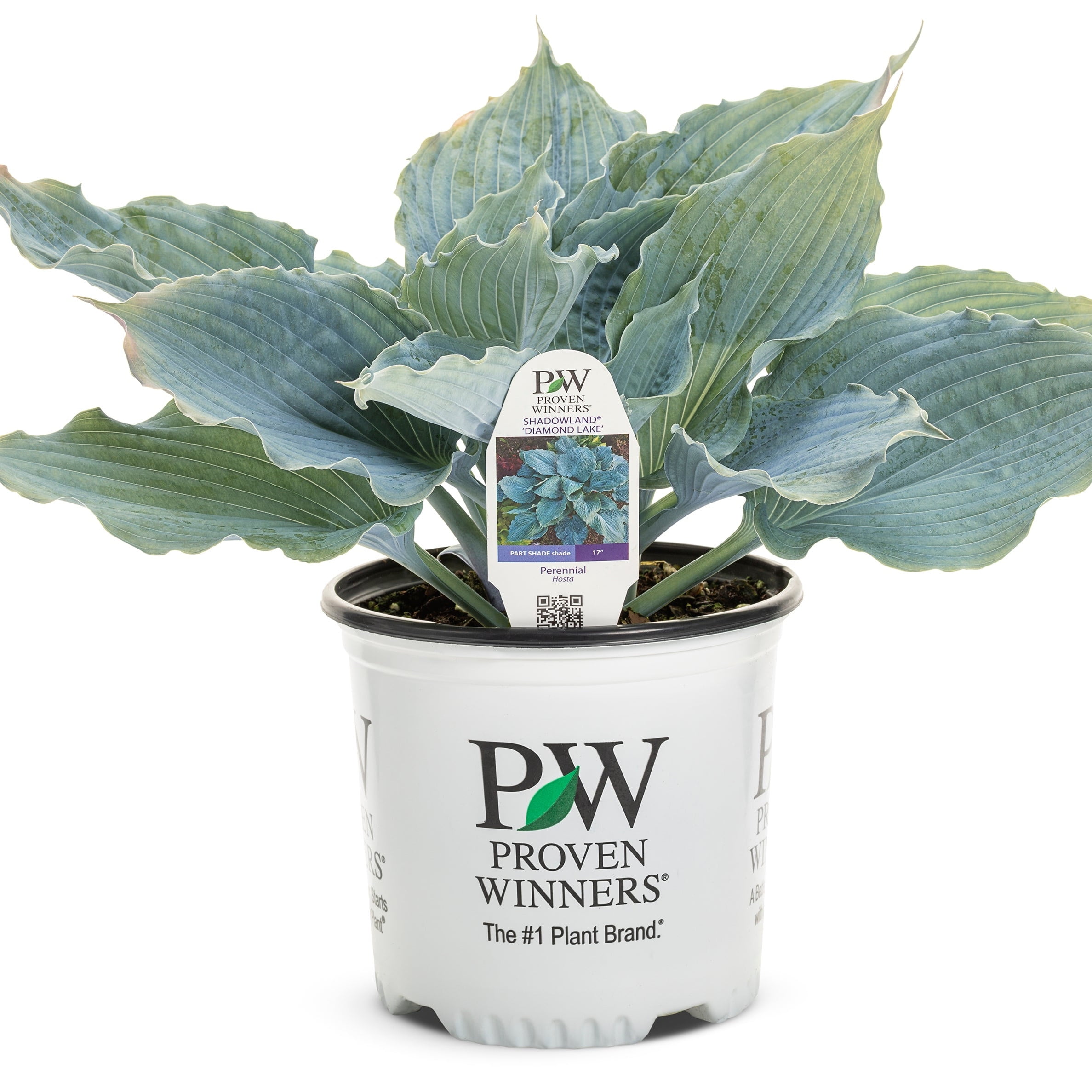 Proven Winners 12" Shadowland 'Diamond Lake' Hosta (Hosta hybrid ...