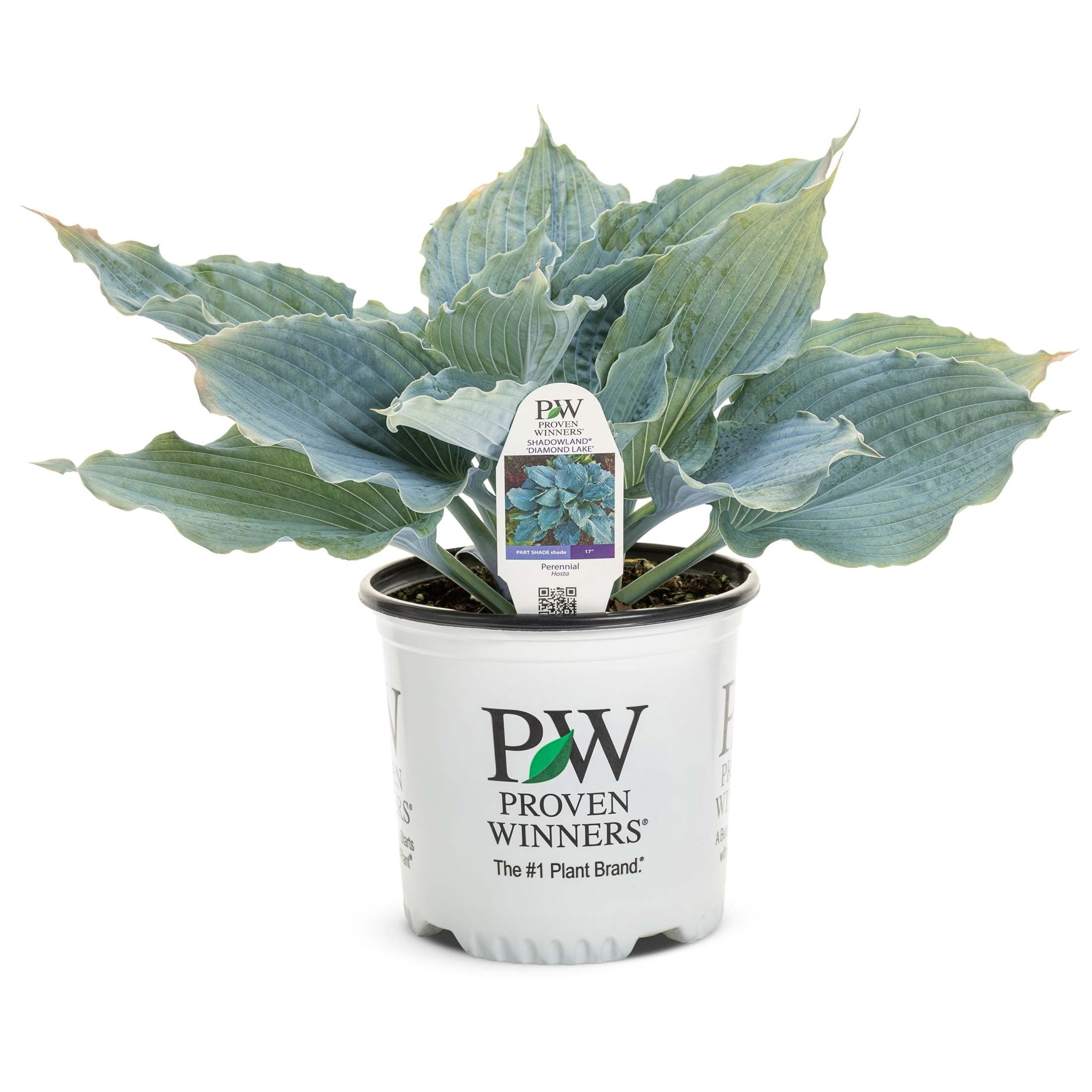 Proven Winners 6" Blue Shadowland 'Diamond Lake' Hosta Live Plant in 7. ...