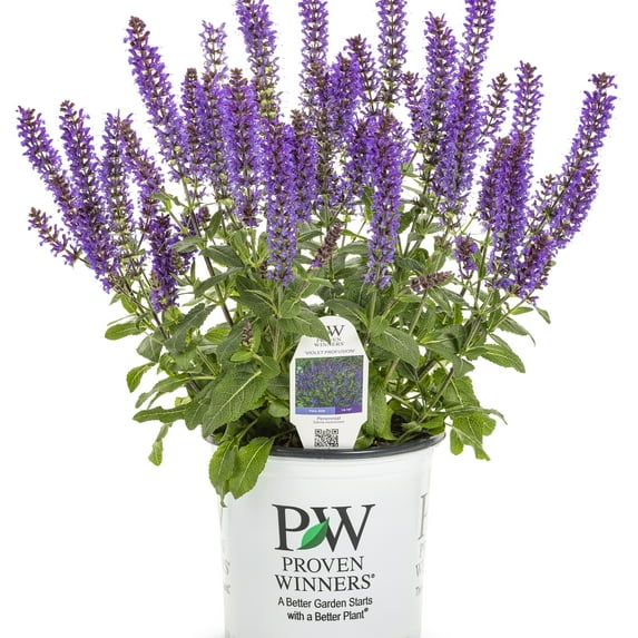 Proven Winners 12" 'Violet Profusion' Perennial Salvia (Salvia nemorosa) Perennial Live Plant in ...