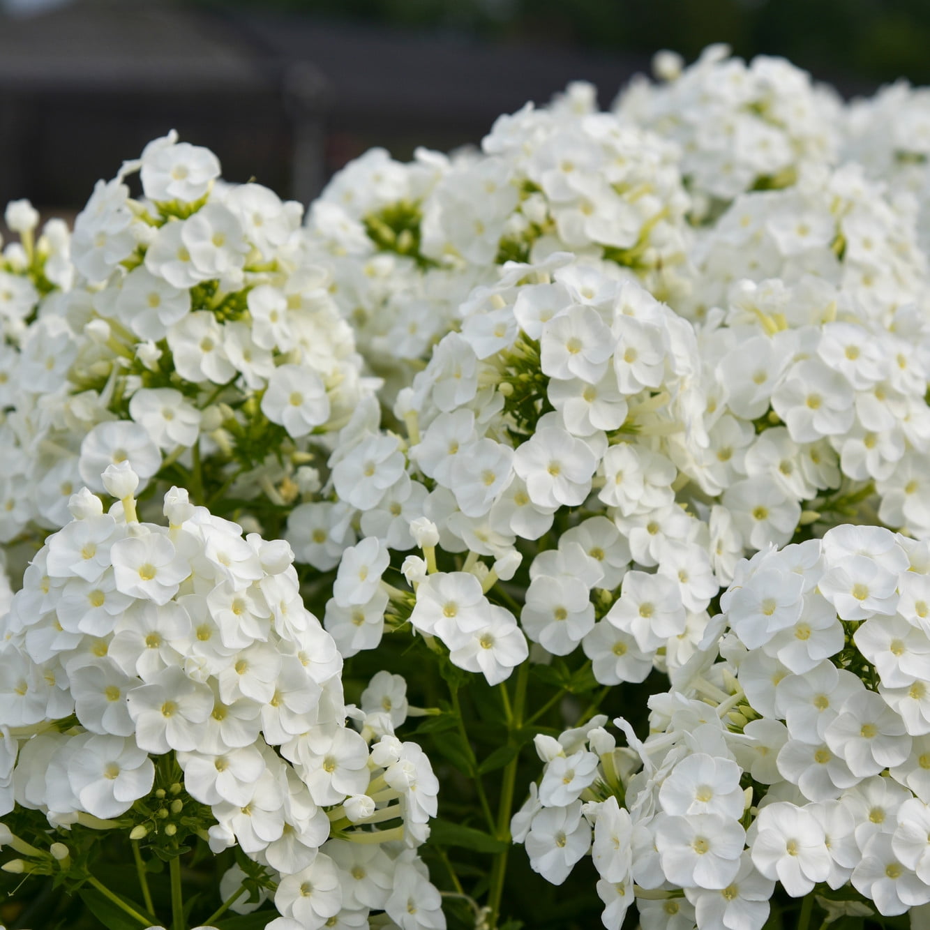 Proven Winners 12" White Luminary 'Backlight' Tall Garden Phlox (Phlox paniculata) Perennial ...