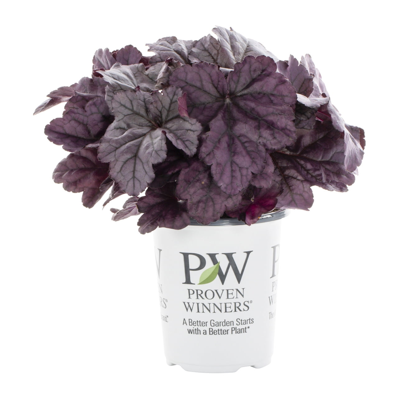 Proven Winners 1QT Heuchera Dolce Wildberry Live Perennial Plant Shade ...